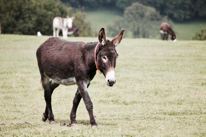 Christ’s Birth Part 3: The Donkey – Seeking Christ